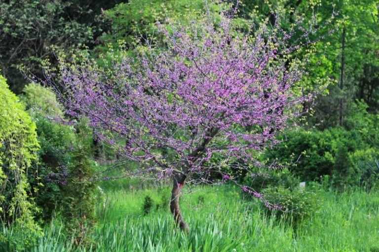 Ijevan Dendropark: A Must-Visit Arboretum in Ijevan, Armenia