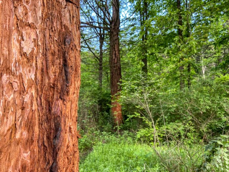 Ijevan Dendropark: A Must-Visit Arboretum in Ijevan, Armenia