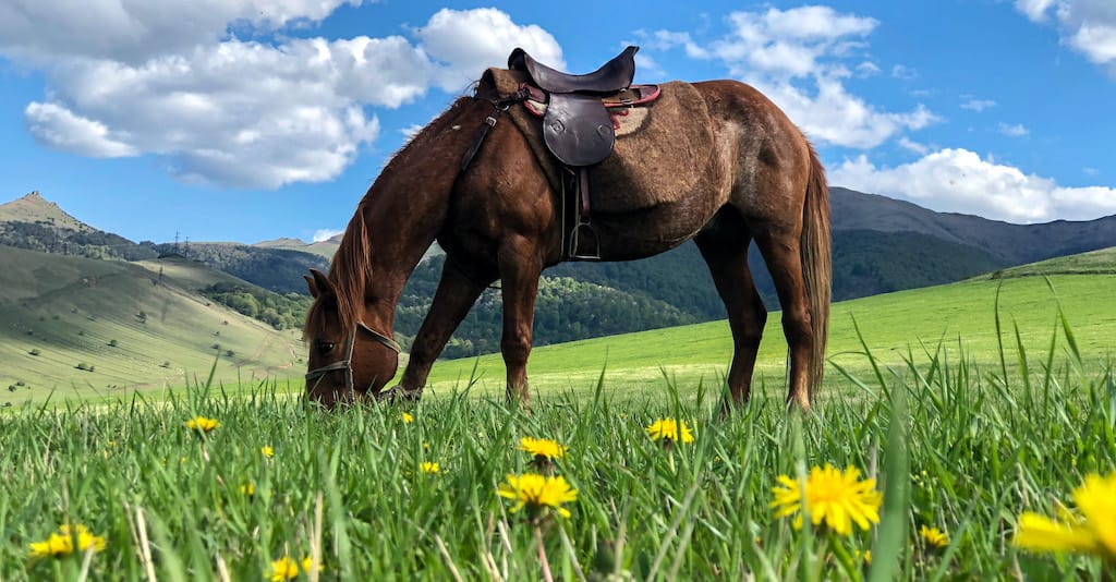 Geologist's House B&B Review: Loving Village Life in Gargar