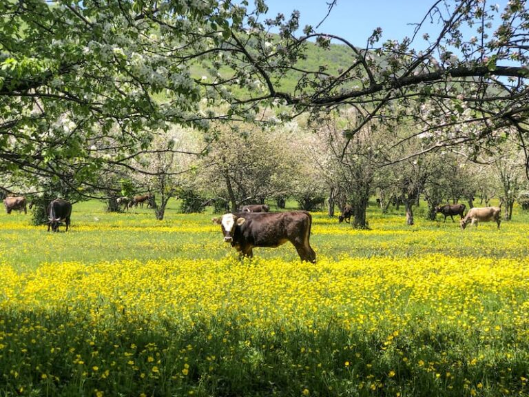 Spring in Armenia: What to Know, Tips, & Places to Visit
