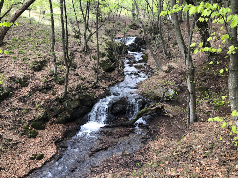 How to Visit Stepanavan Dendropark: Natural Gem in Armenia!