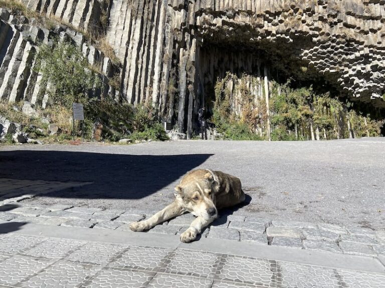 Meet the Armenian Gampr Dog: A Rare Breed from the Highlands