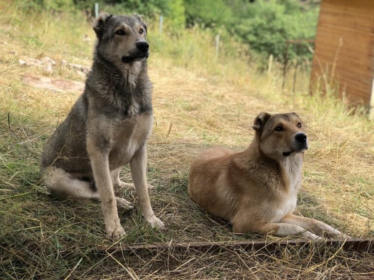Meet the Armenian Gampr Dog: A Rare Breed from the Highlands