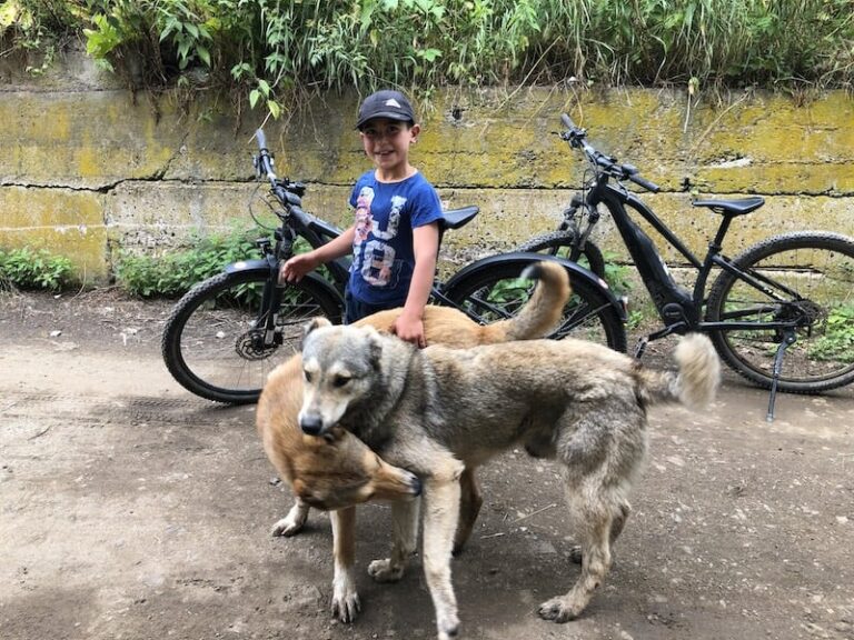 Meet the Armenian Gampr Dog: A Rare Breed from the Highlands