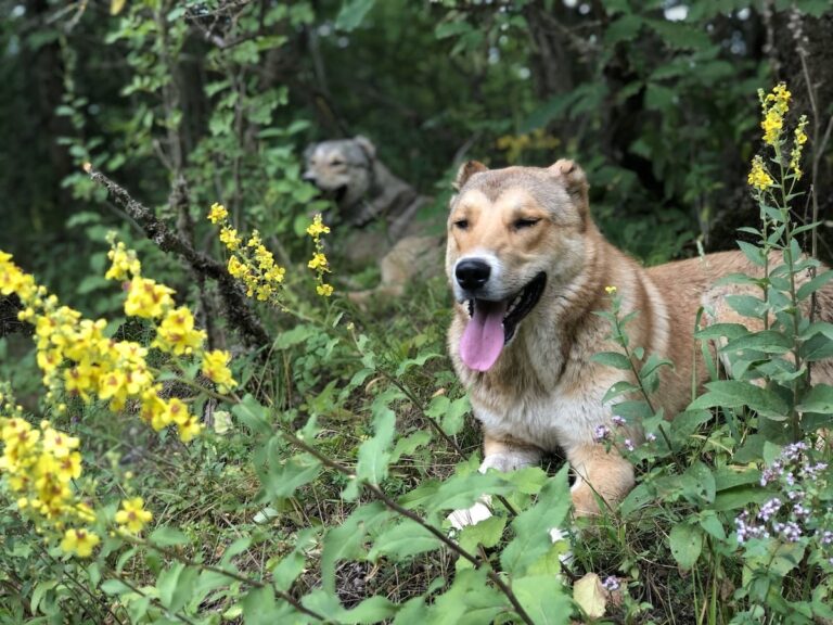 Meet the Armenian Gampr Dog: A Rare Breed from the Highlands