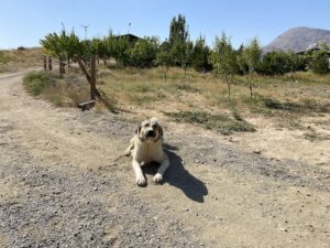 Meet the Armenian Gampr Dog: A Rare Breed from the Highlands